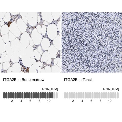 Anti-ITGA2B - Atlas Antibodies